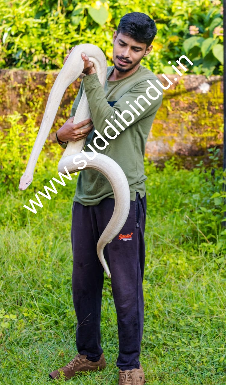 White Python: ಭಾರತದಲ್ಲೇ ಅತೀ ದೊಡ್ಡ ಬಿಳಿ ಹೆಬ್ಬಾವು ಕುಮಟದಲ್ಲಿ ಪ್ರತ್ಯಕ್ಷ ...